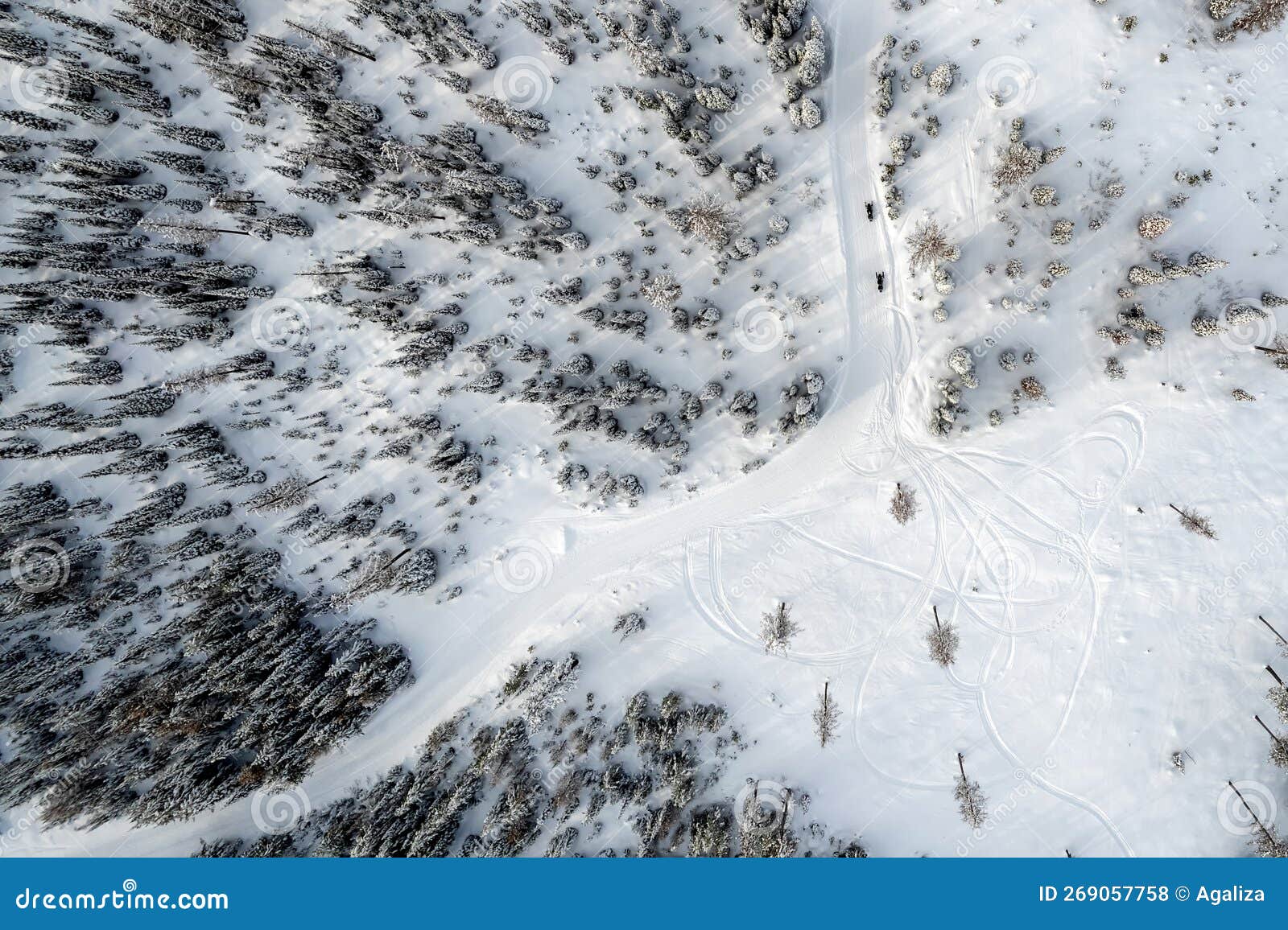 Drone Overhead View of Snowmobile Rider Going through Alpine Forest ...