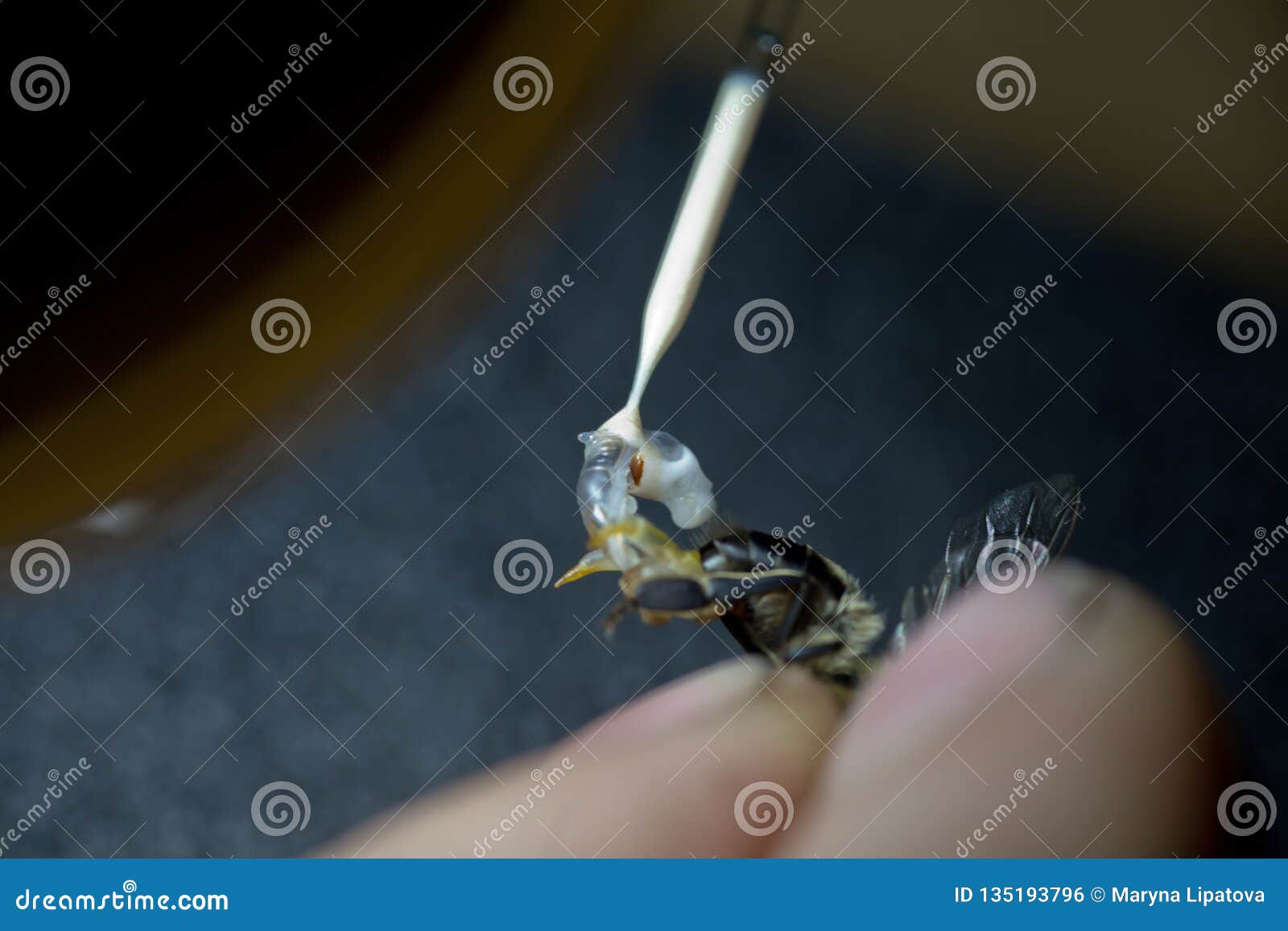 A Beekeeper Is Holding A Drone And Collecting Sperm Artificial Insemination Of Honey Bees