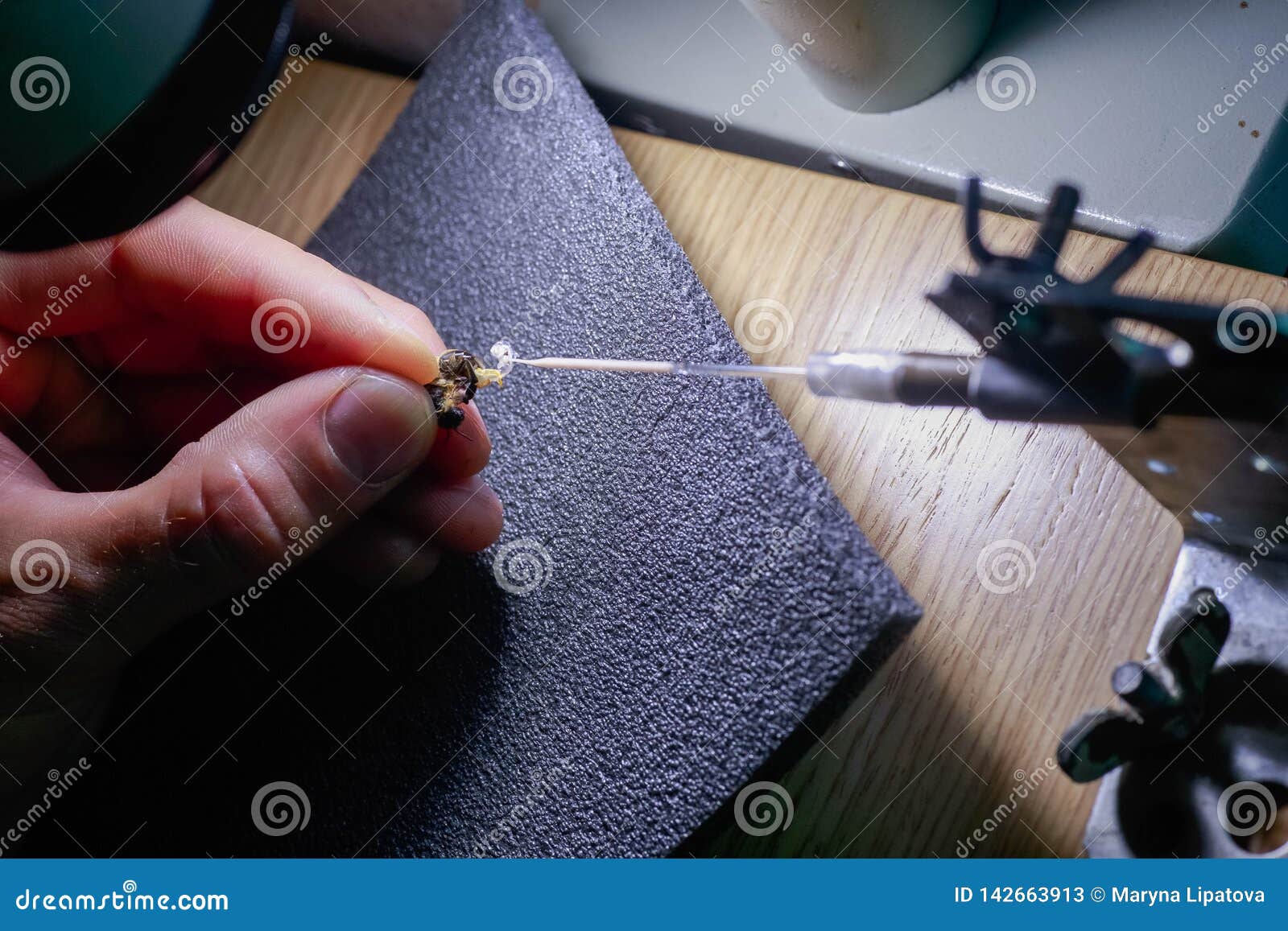A Beekeeper Is Holding A Drone And Collecting Sperm Artificial Insemination Of Honey Bees