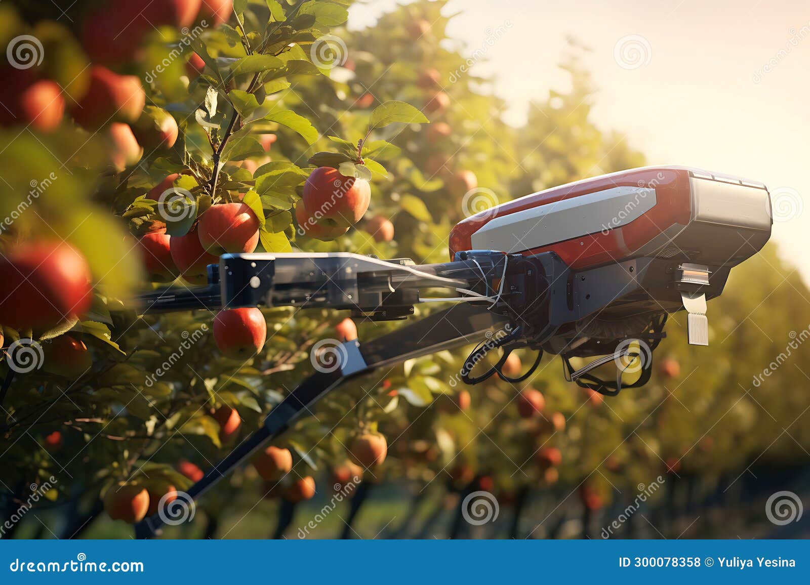 Drone Picking Ripe Apples in an Apple Orchard Stock Photo - Image of modern, hobbies: 300078358