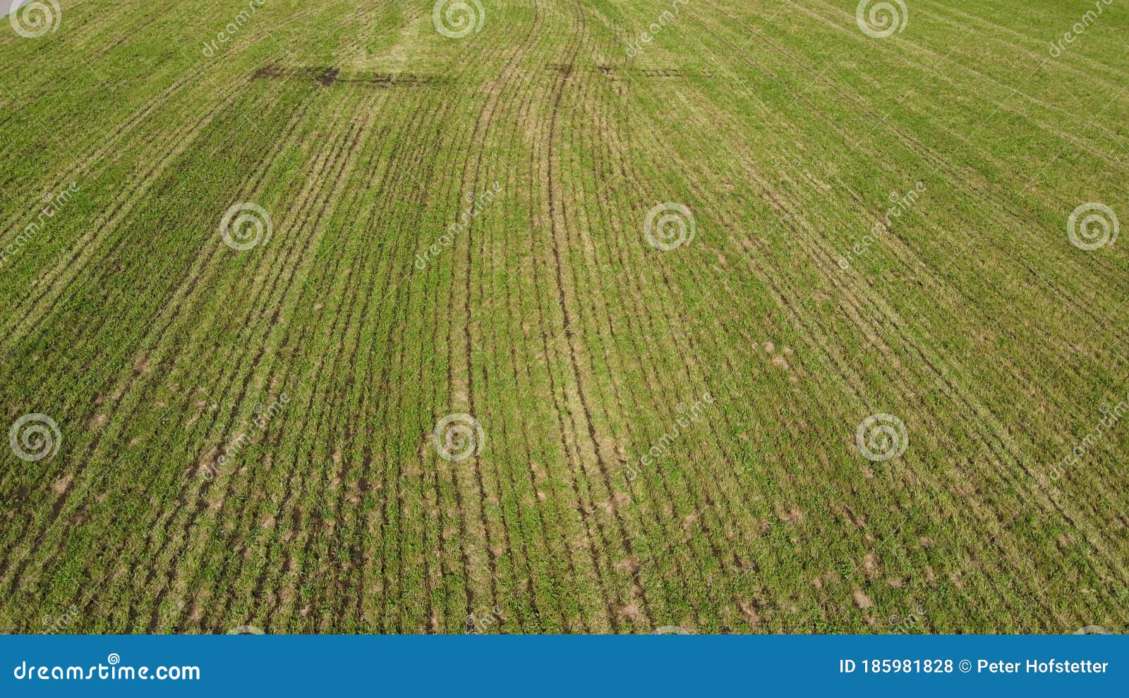 Drone Shot of a File of Crope and Manure. Shot from Above Stock Footage ...