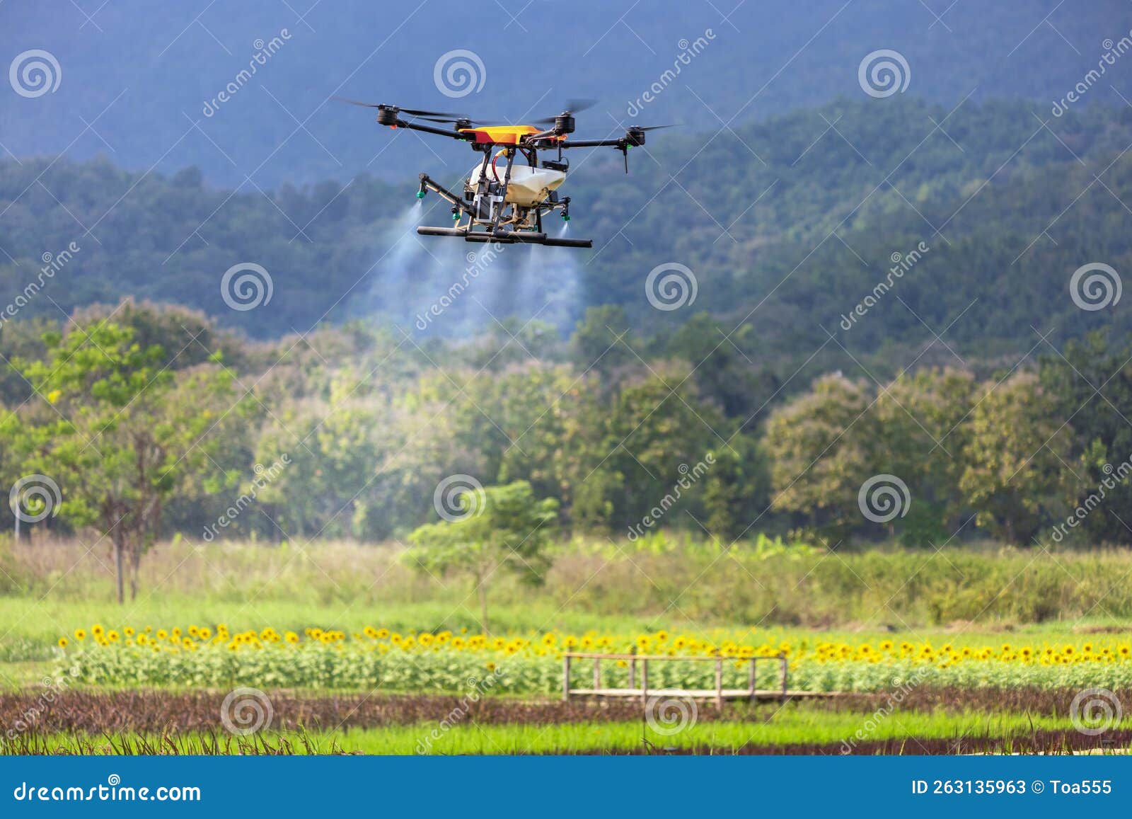 Drone Spray Pesticide on Rice Field Stock Image - Image of thailand ...