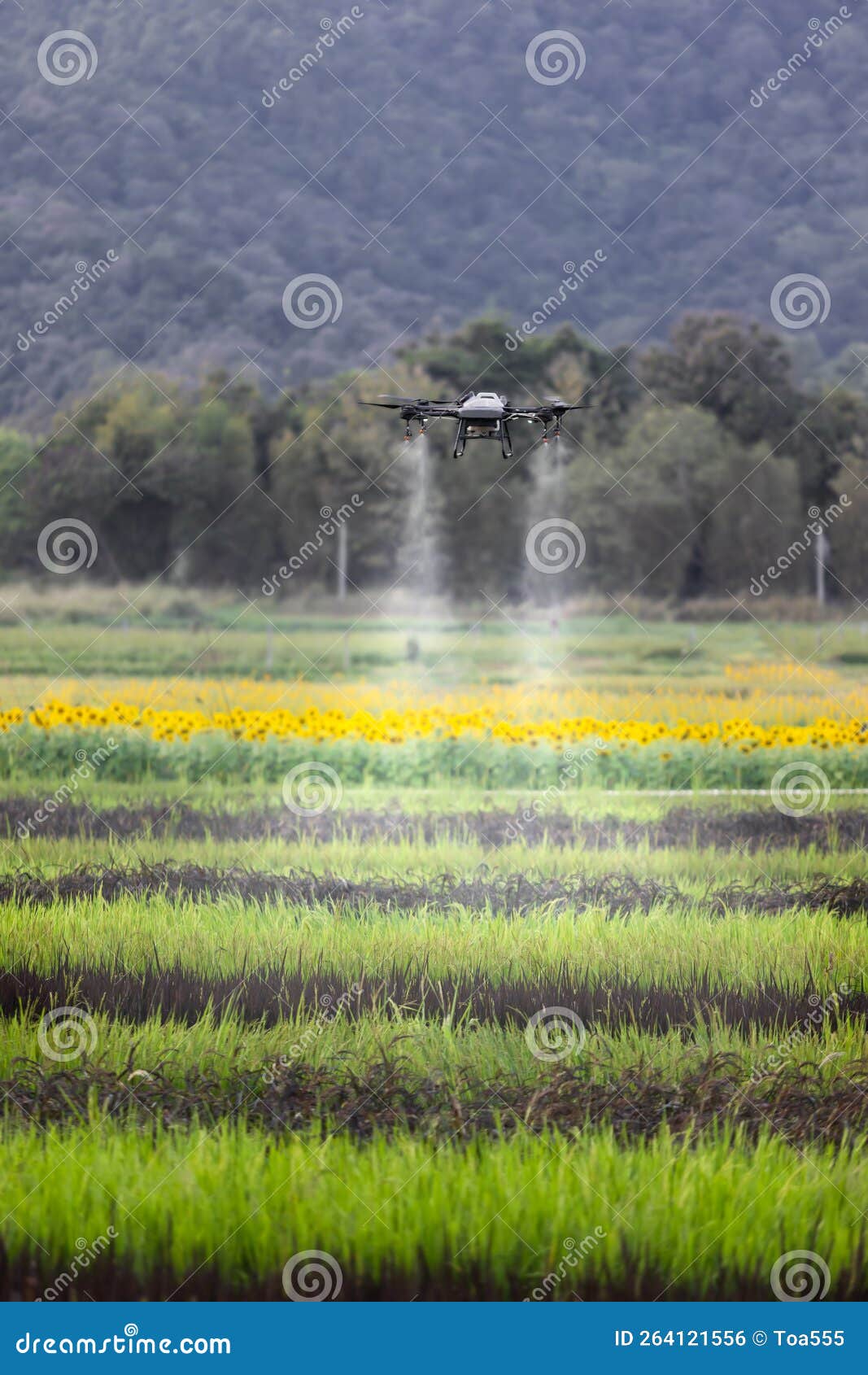 Drone Spray Pesticide on Rice Field Stock Photo - Image of aerial ...