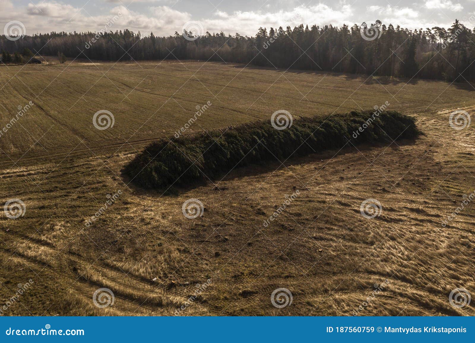 Drone Top Down View of Cut Spruce Trees Stock Image - Image of ...