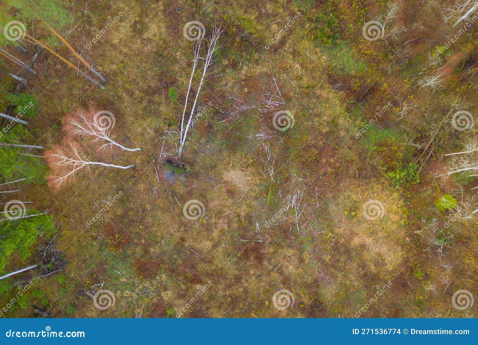 Drone Top Down View of Old Logging Site in the Middle of Forest Stock ...