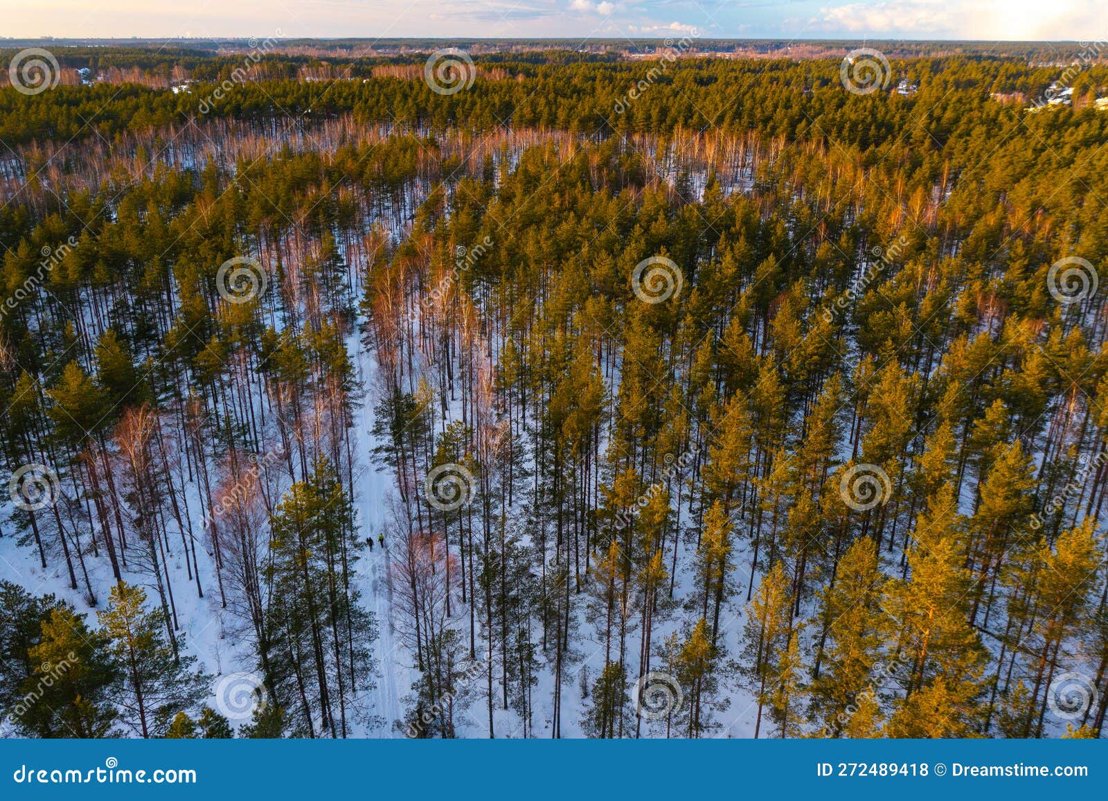 Drone Top View of Beautiful Pine Forest. Trees in Sunlight. Winter ...
