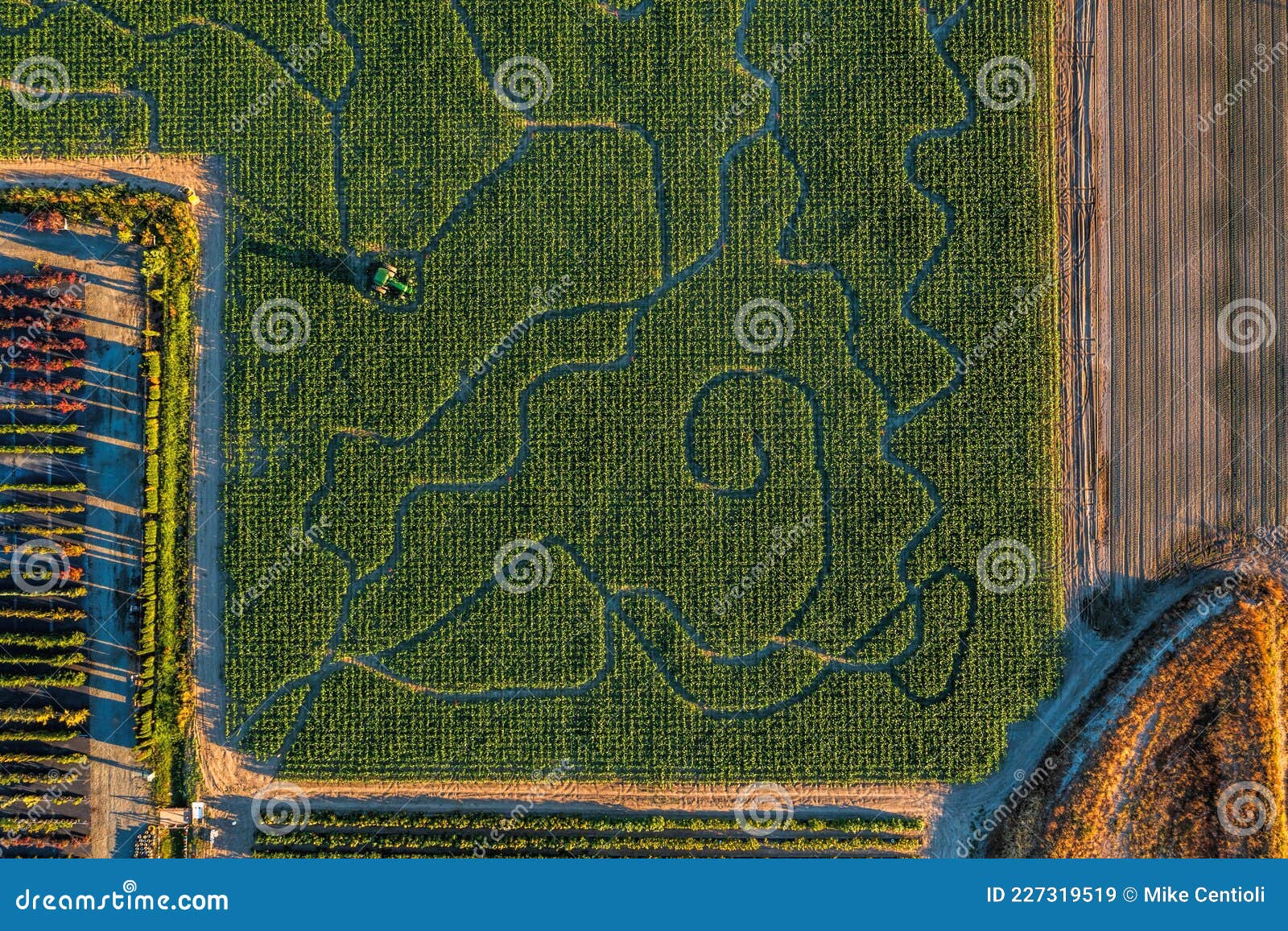 Drone view of a corn maze stock image. Image of tiles - 227319519