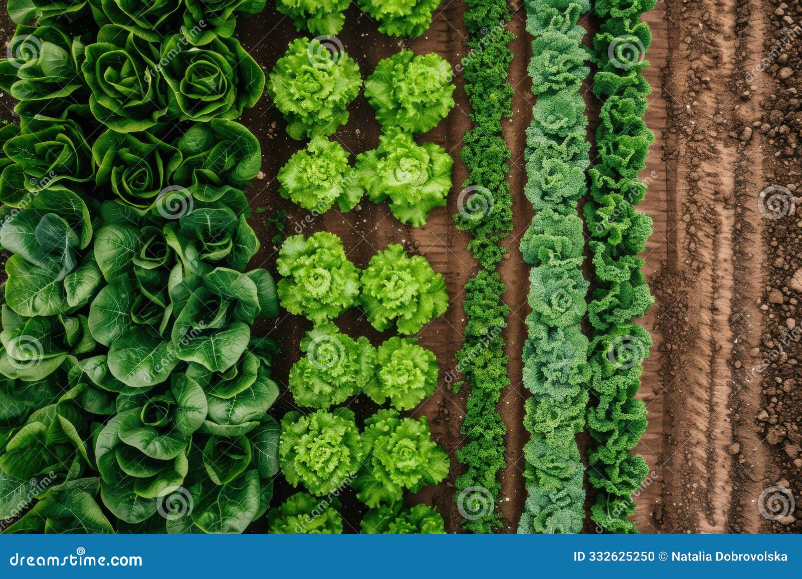 Drone View of Crop Rotation Layout, Emphasizing Sustainable Farming ...