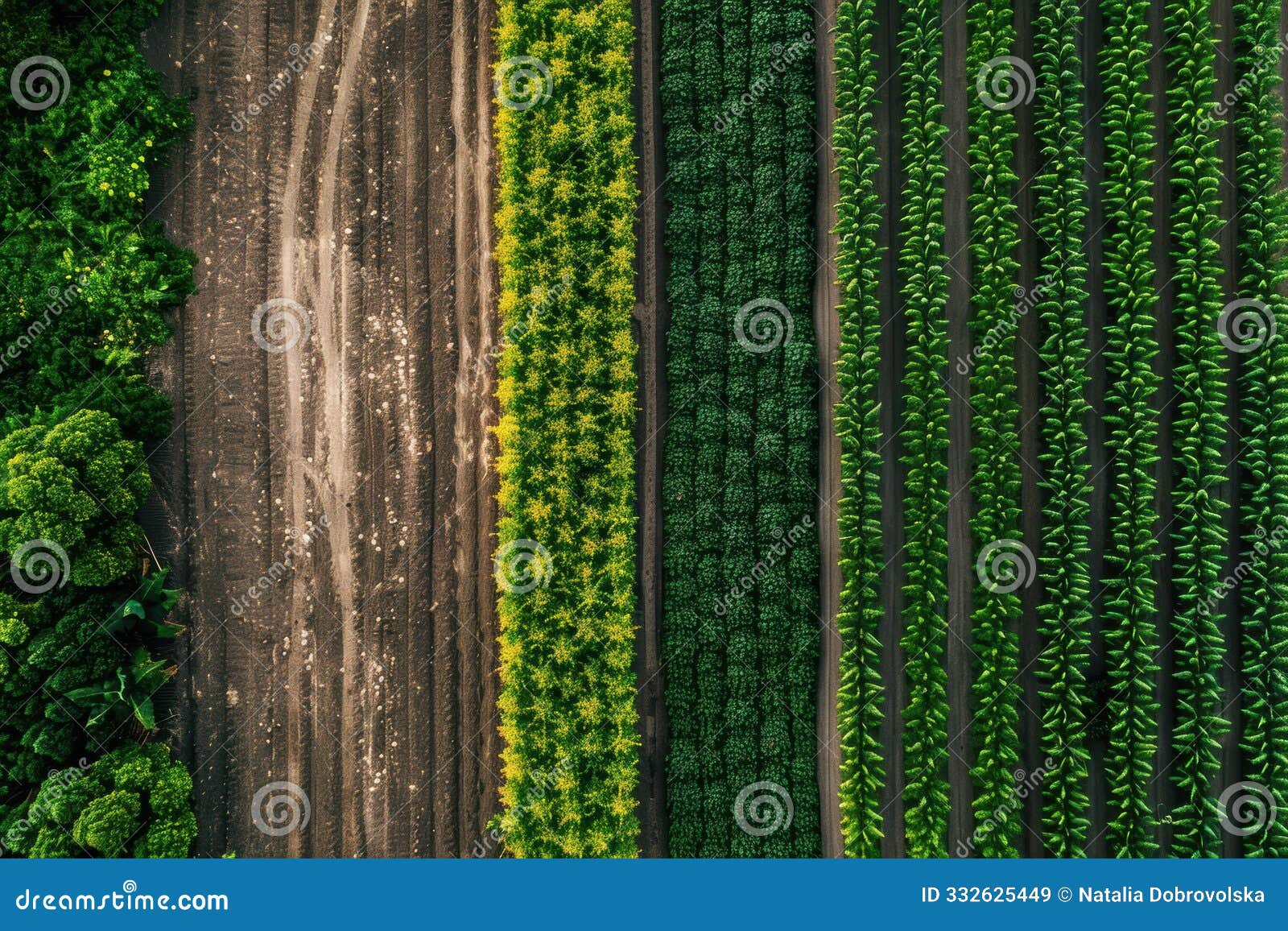 Drone View of Crop Rotation Layout, Emphasizing Sustainable Farming ...
