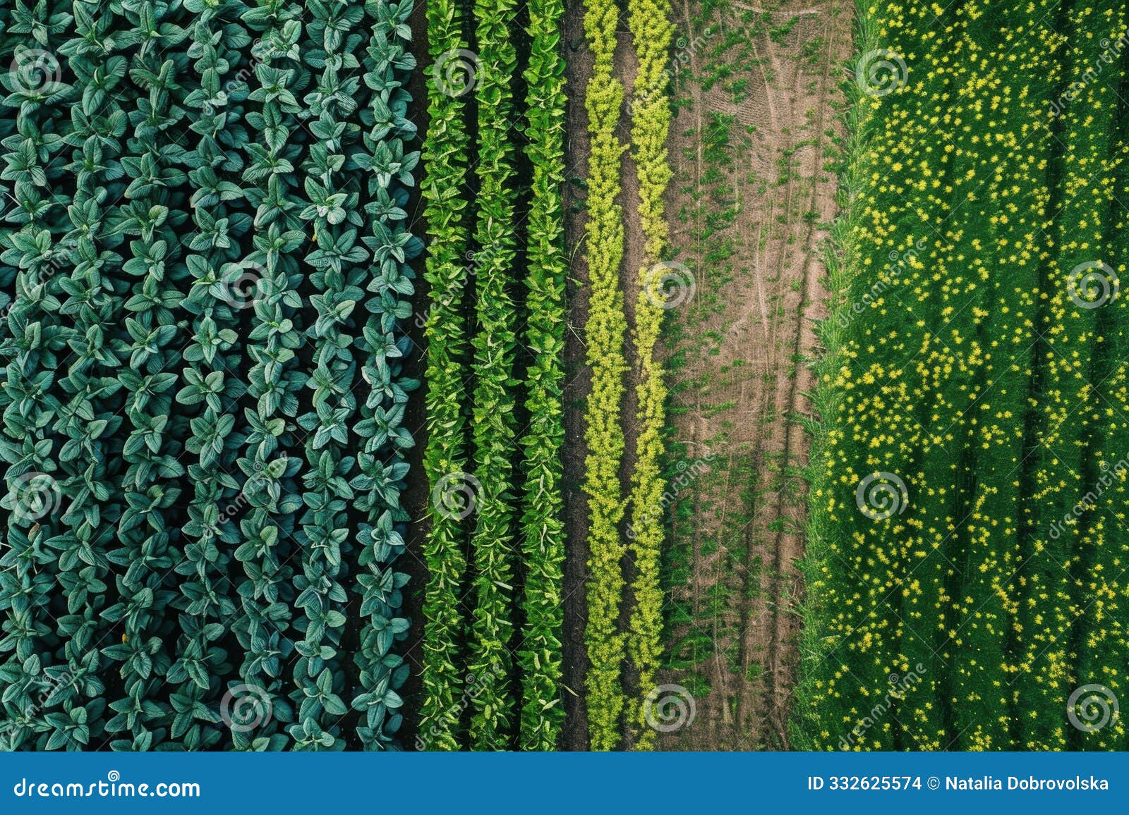 Drone View of Crop Rotation Layout, Emphasizing Sustainable Farming ...