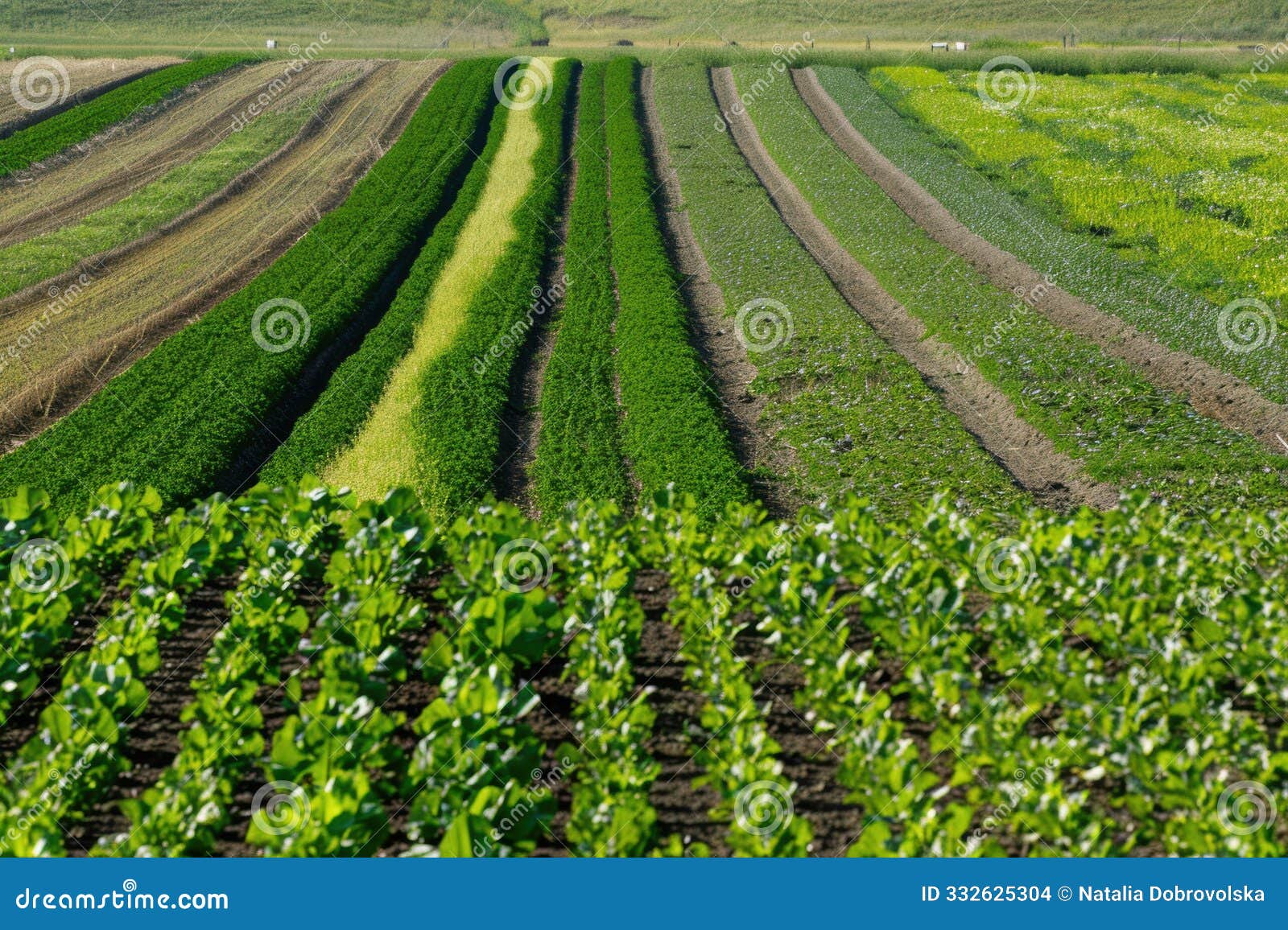 Drone View of Crop Rotation Patterns, Showcasing Sustainable Farming ...