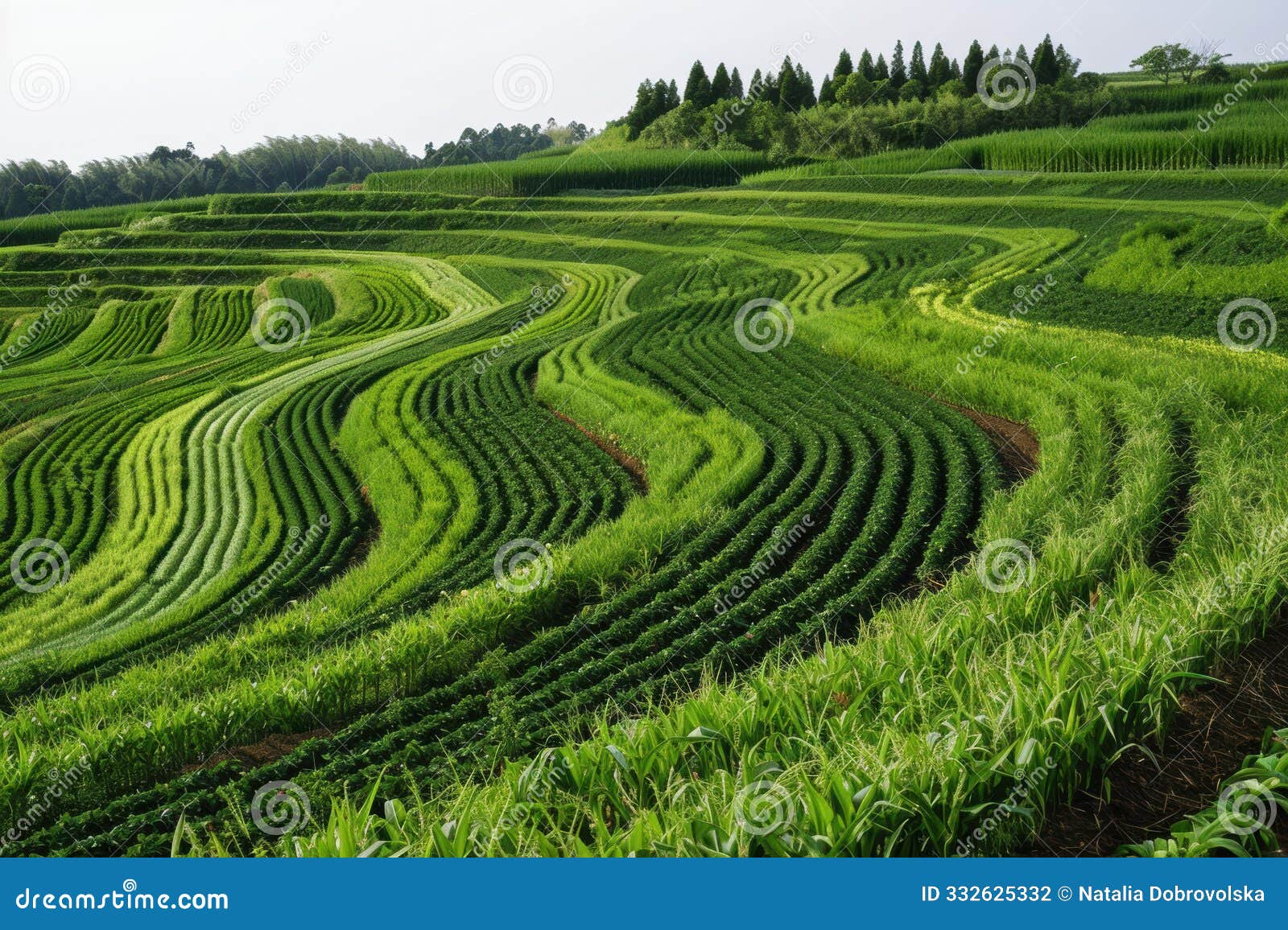Drone View of Crop Rotation Patterns, Showcasing Sustainable Farming ...