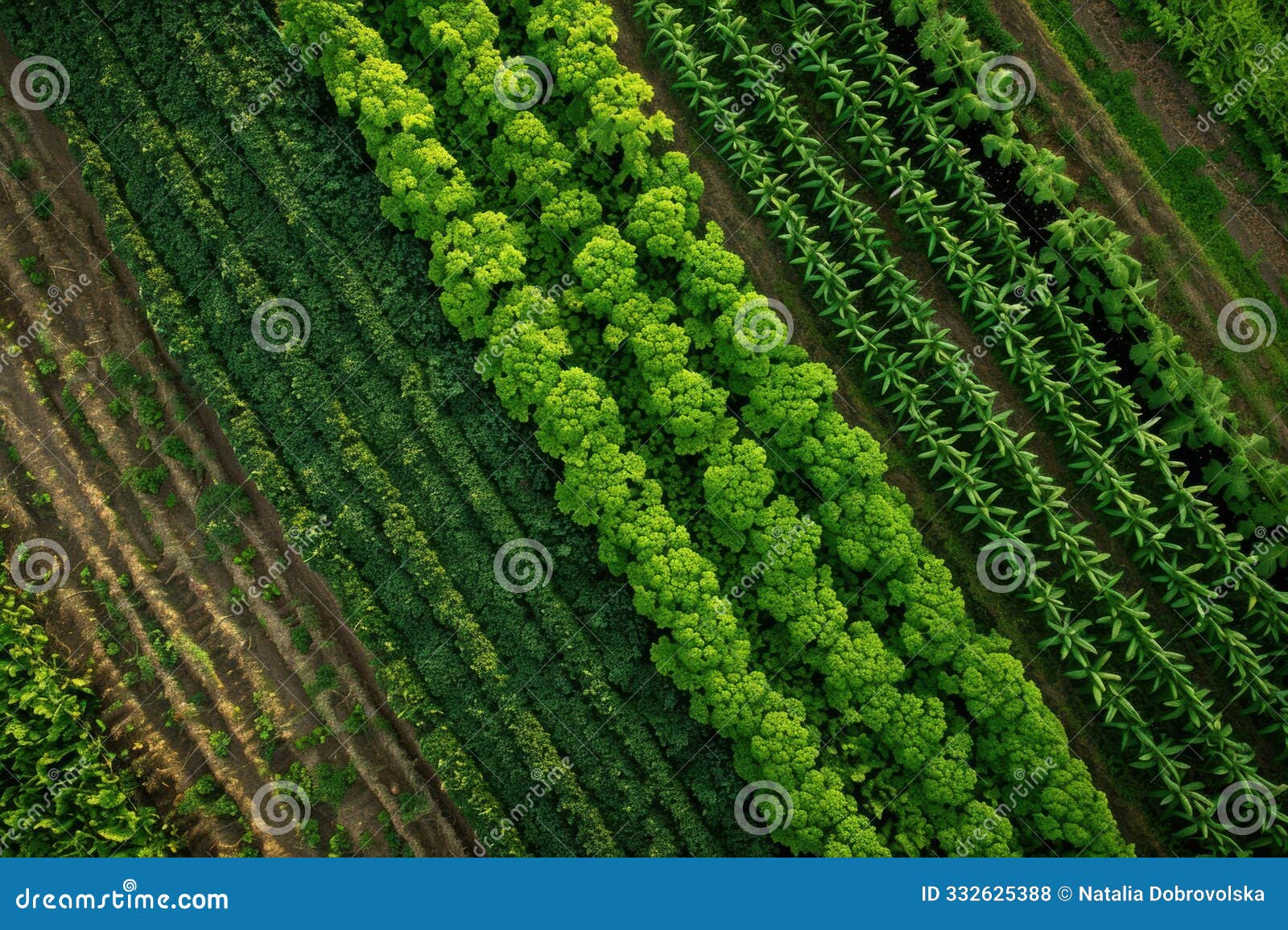 Drone View of Crop Rotation Patterns, Showcasing Sustainable Farming ...