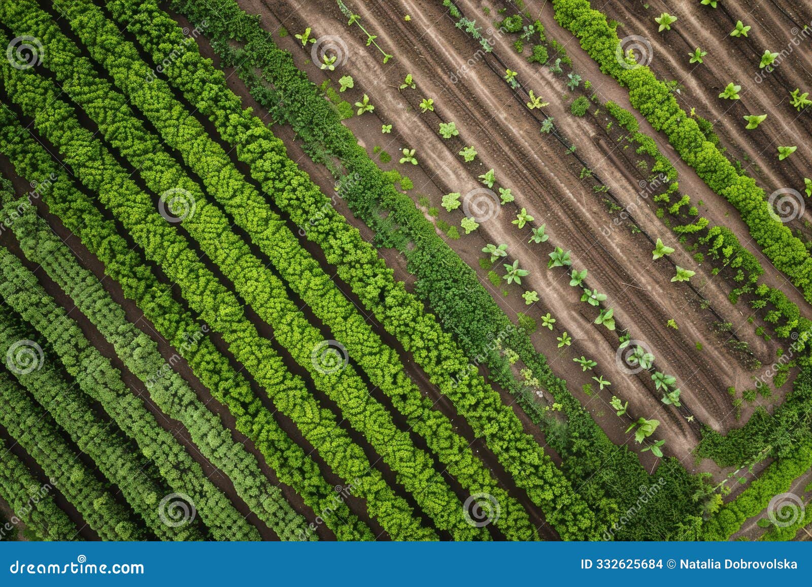 Drone View of Crop Rotation Patterns, Showcasing Sustainable Farming ...