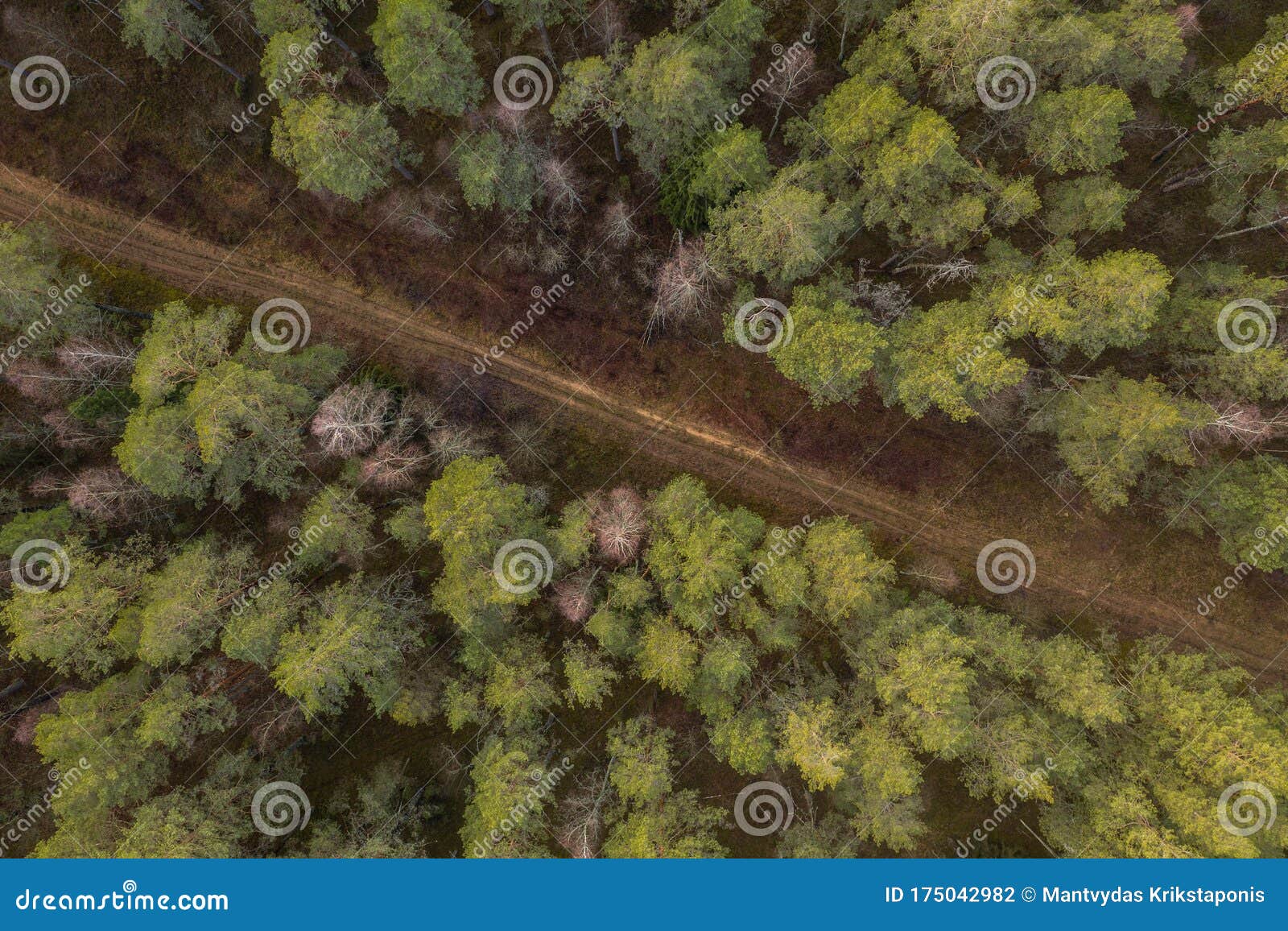 Drone View of Dirt Road through a Forest Stock Photo - Image of ground ...