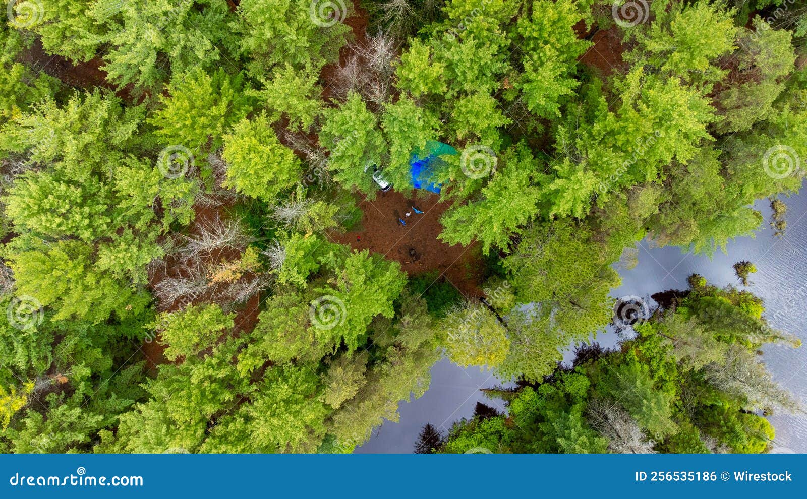 Drone View of the Forest in Algonquin Park, Canada with Green Trees and ...