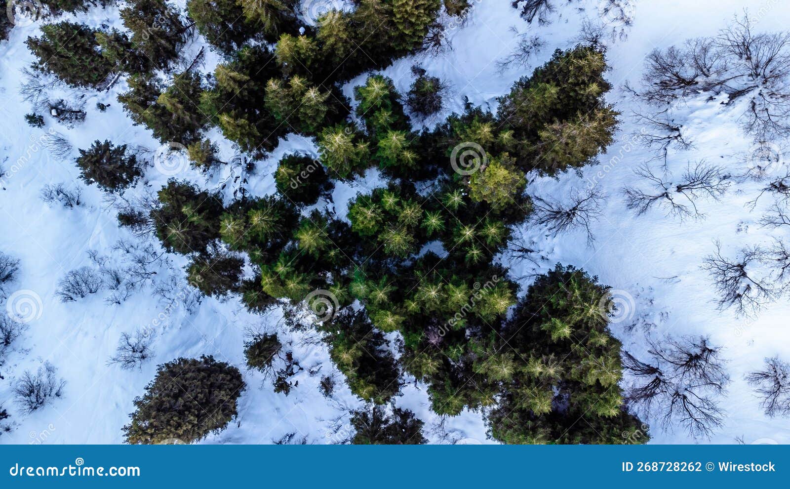 An Aerial View of a Forest Covered by Snow Stock Photo - Image of ...
