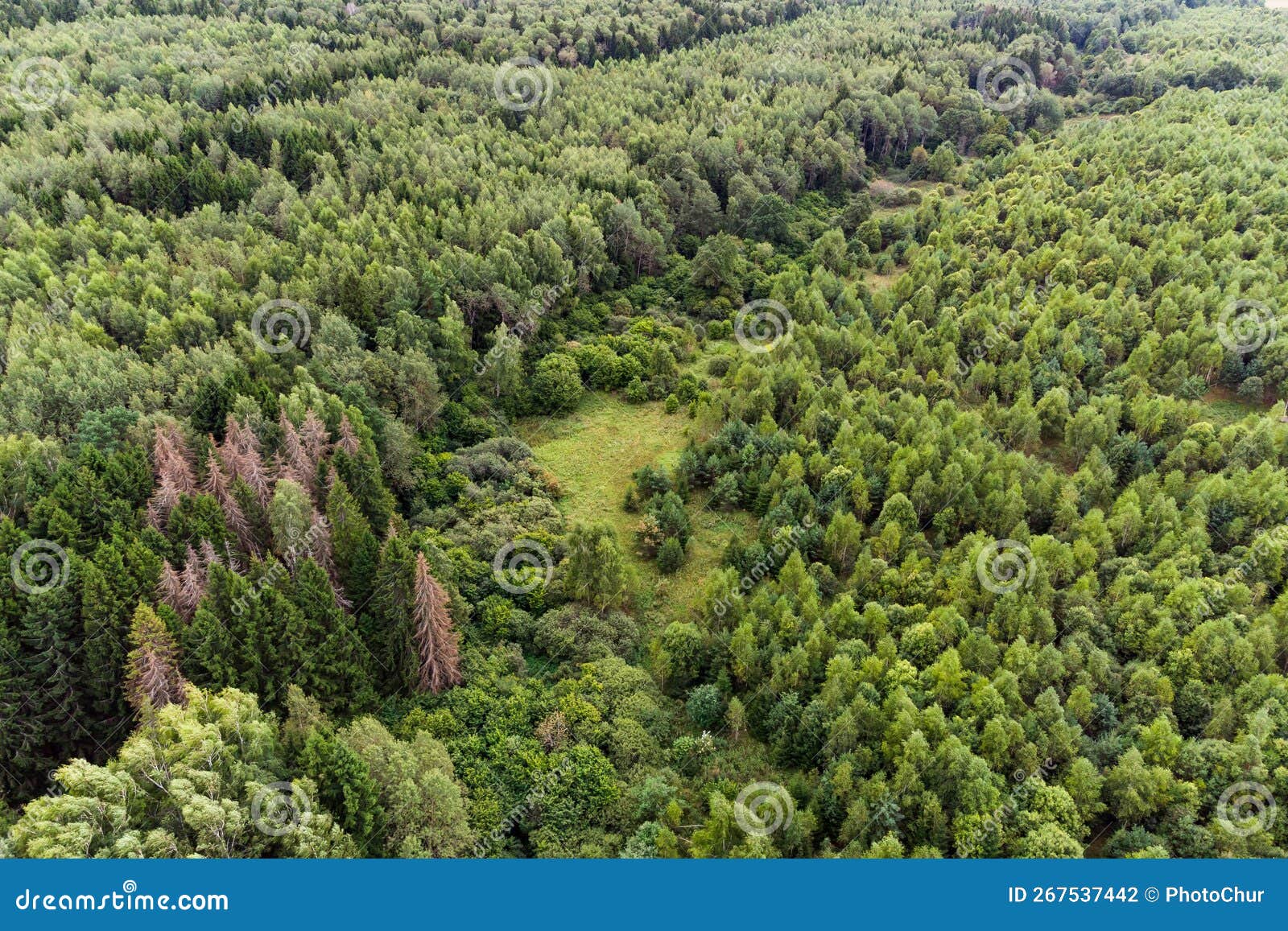 Drone View of the Forest Landscape Extending into the Distance Stock ...
