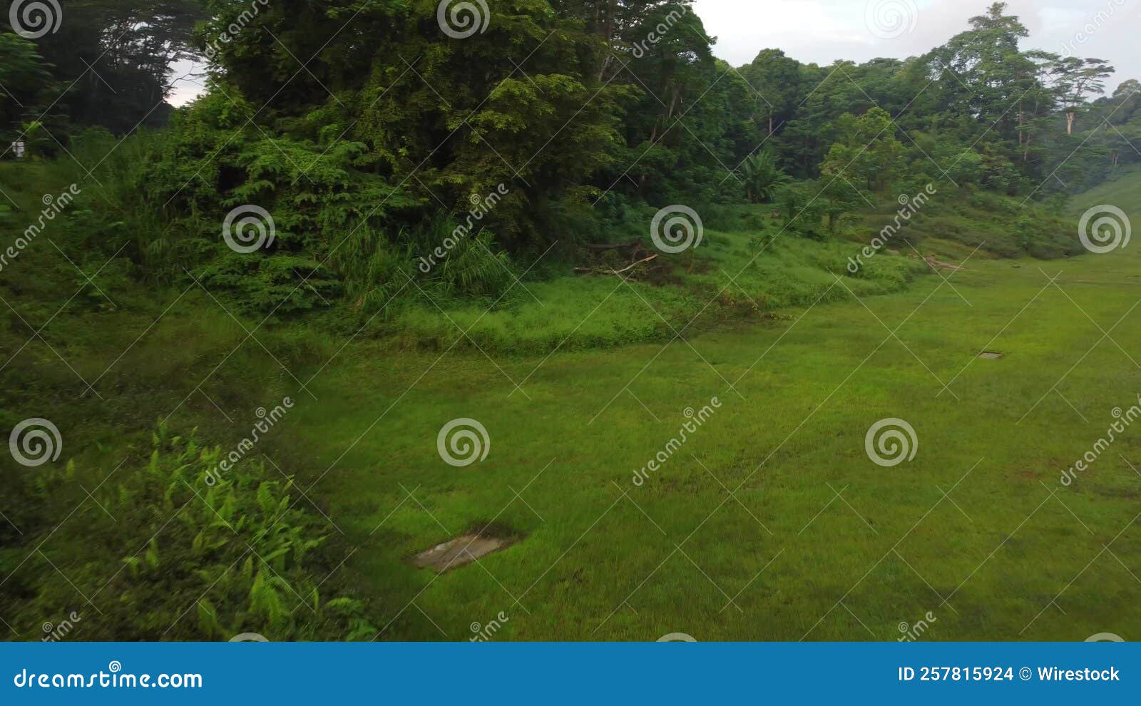 Drone View of a Green Forest and Its Clearing Stock Footage - Video of ...