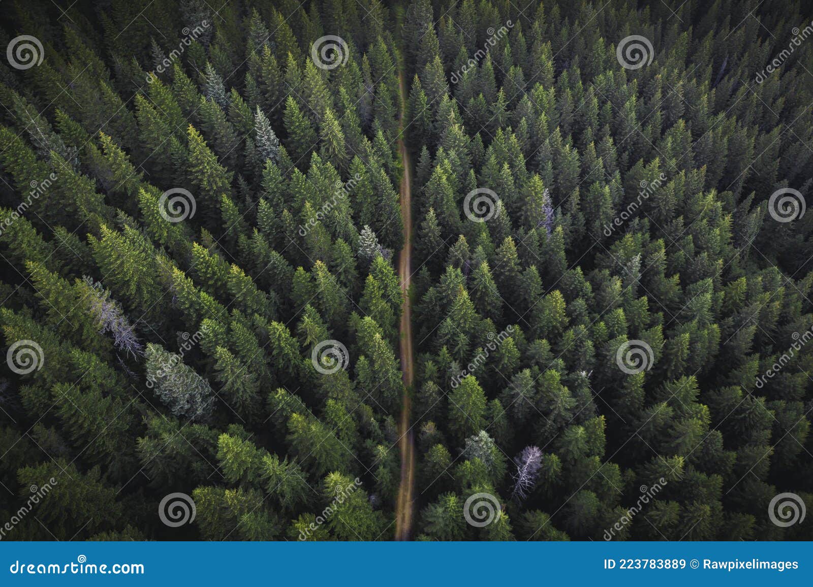 Drone View of a Greenery Forest with a Dirt Road Stock Image - Image of ...