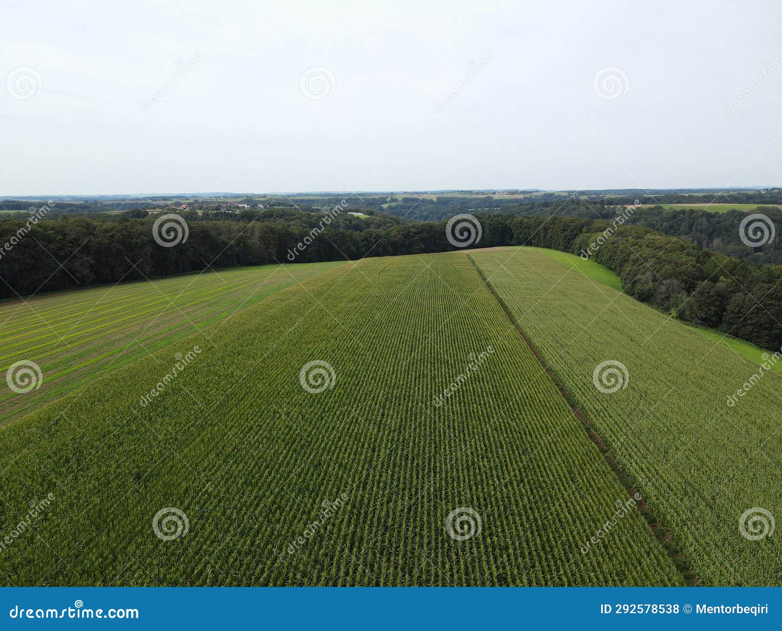 Drone View of a Landscape with a Corn Field and Trees Stock Photo ...