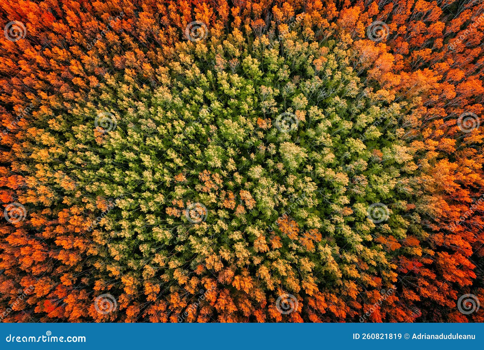 Aerial View of Autumn Forest Stock Image - Image of fall, tree: 260821819