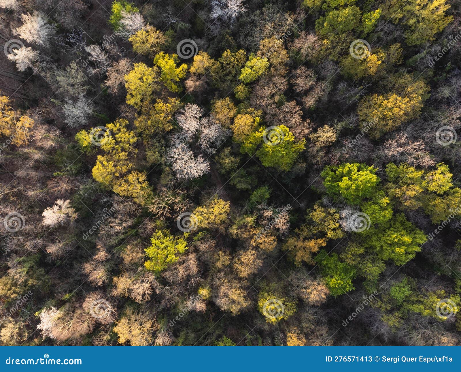 Drone View of a Multicolour Forest at Sunset Stock Image - Image of ...