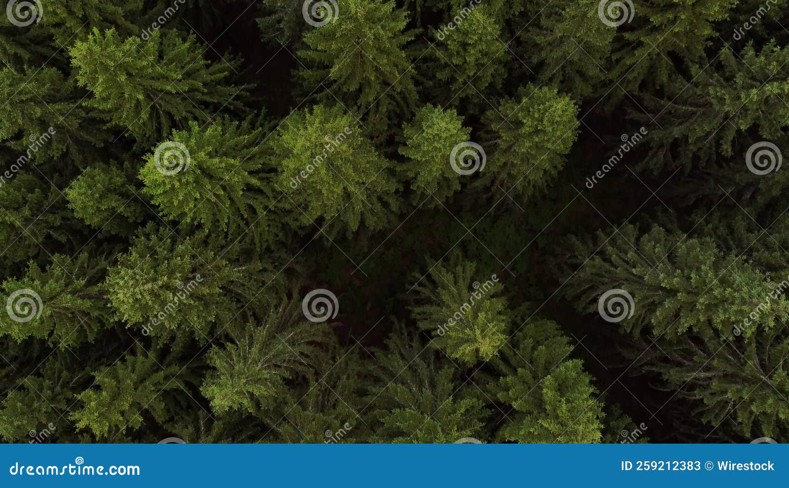 Drone View Over Pine Trees in a Forest Stock Video - Video of trees ...