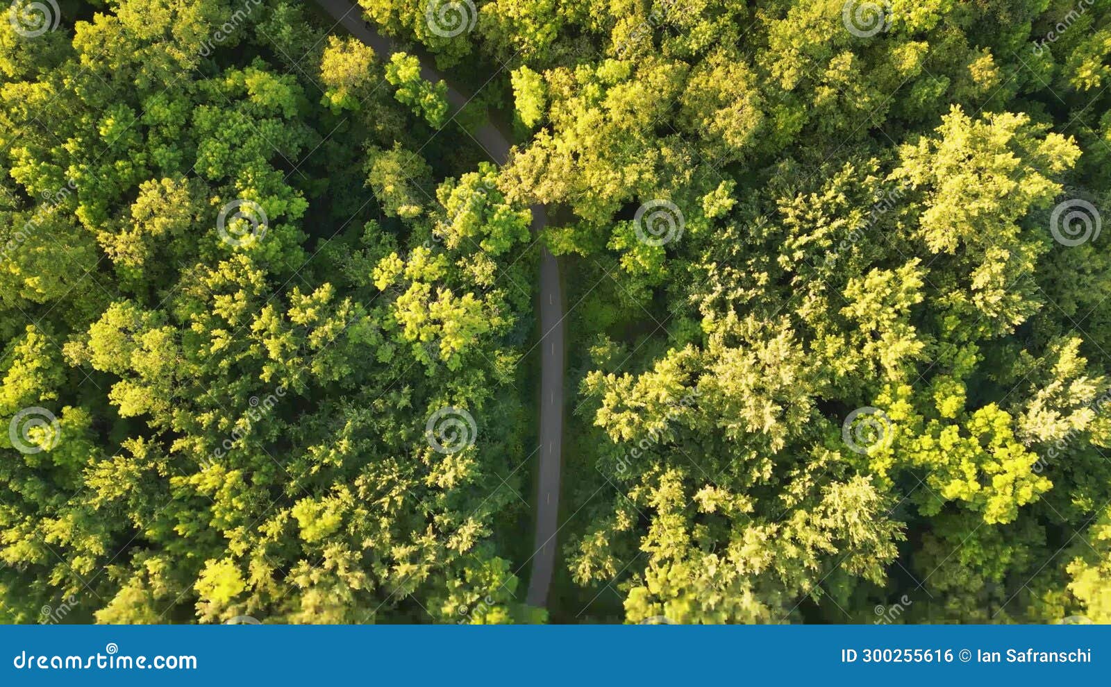 Top View of the Path through the Trees. View from Drone Stock Footage ...