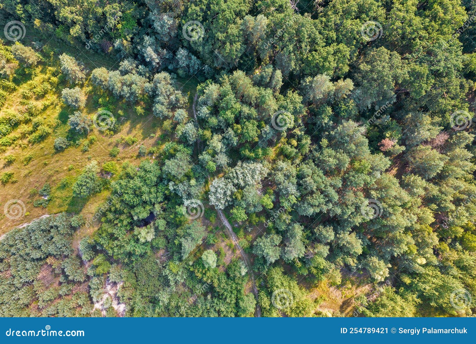Drone View of the Summer Deciduous Oak and Pine Forest Stock Image ...