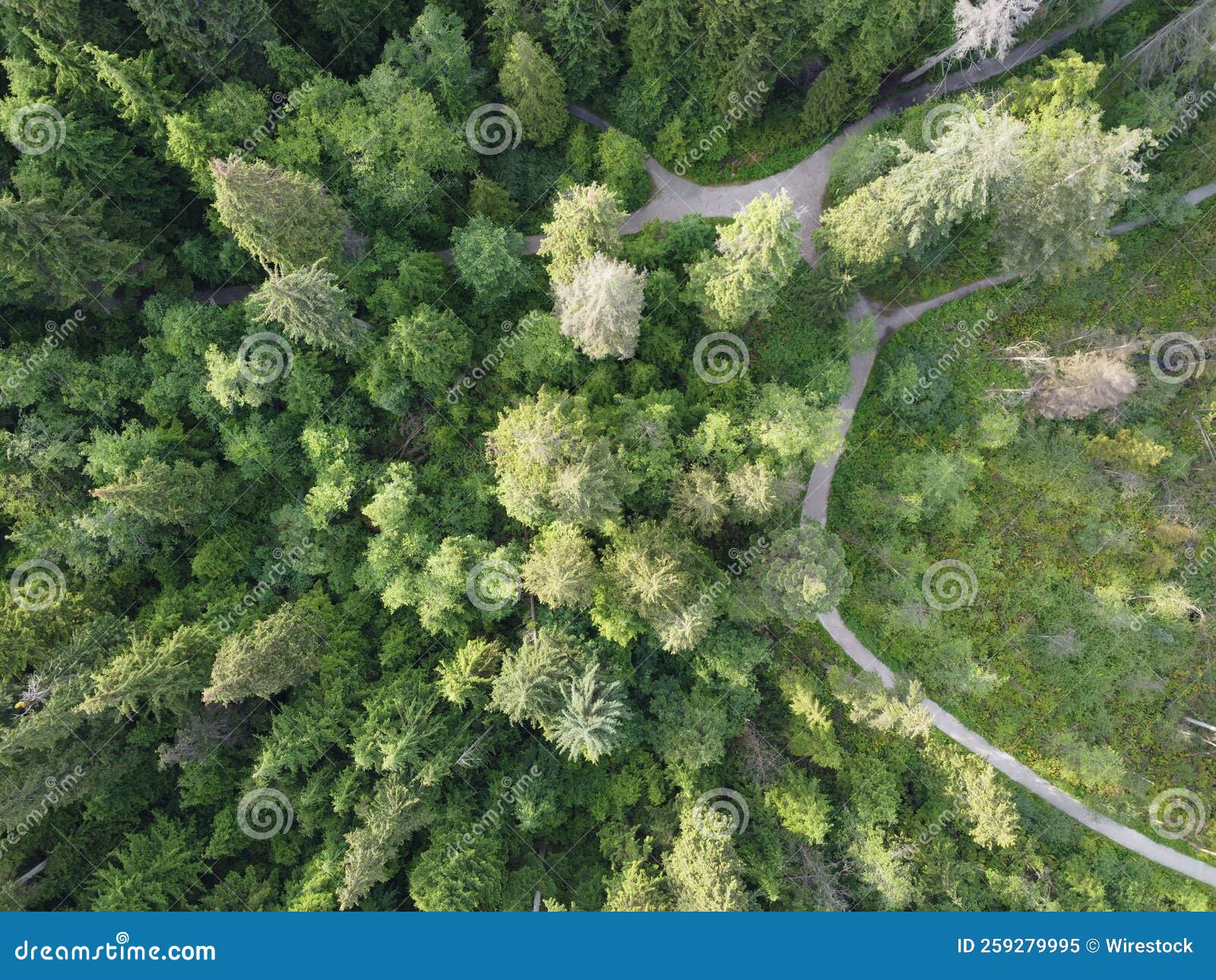 Drone View of Treetops in a Dense Forest in the Daytime Stock Image ...