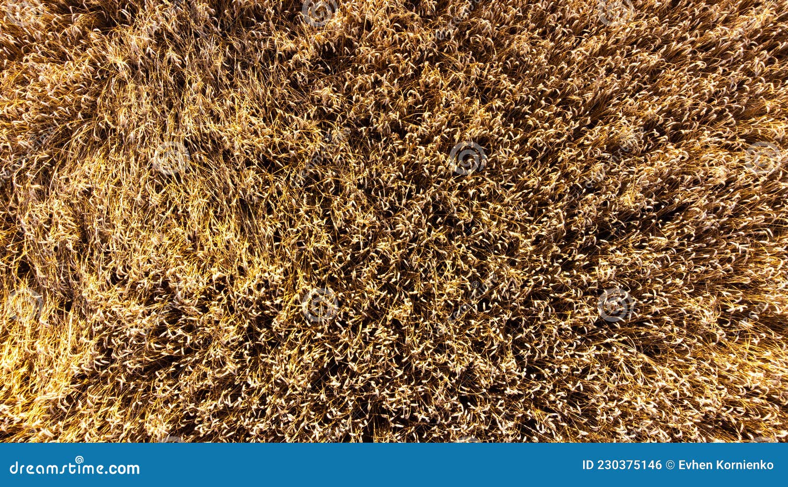 Drone View of Wheet Field at Sunset Stock Photo - Image of agriculture ...