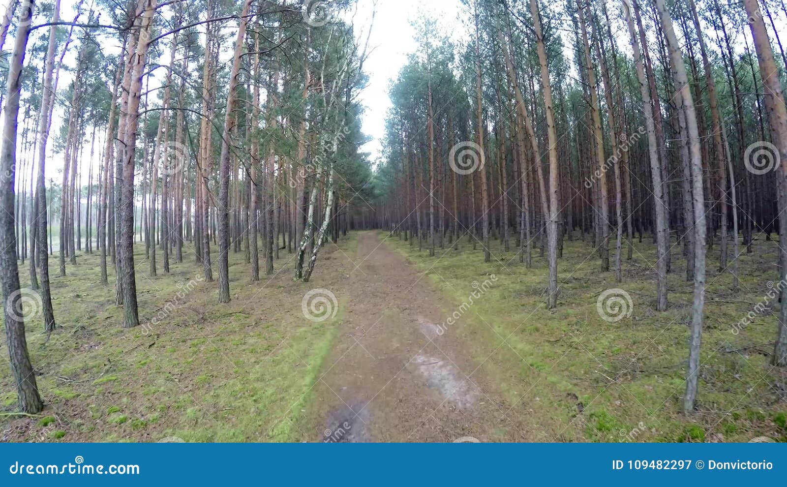 Flying through the Pine Forest - Aerial Forest Shot Stock Video - Video ...