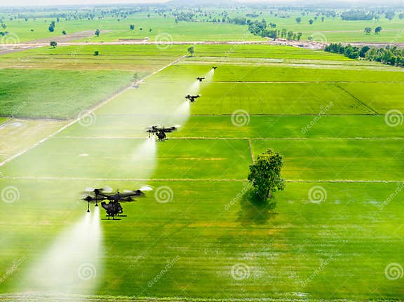 Drones Group Spraying Chemical on Rice Field Stock Photo - Image of ...