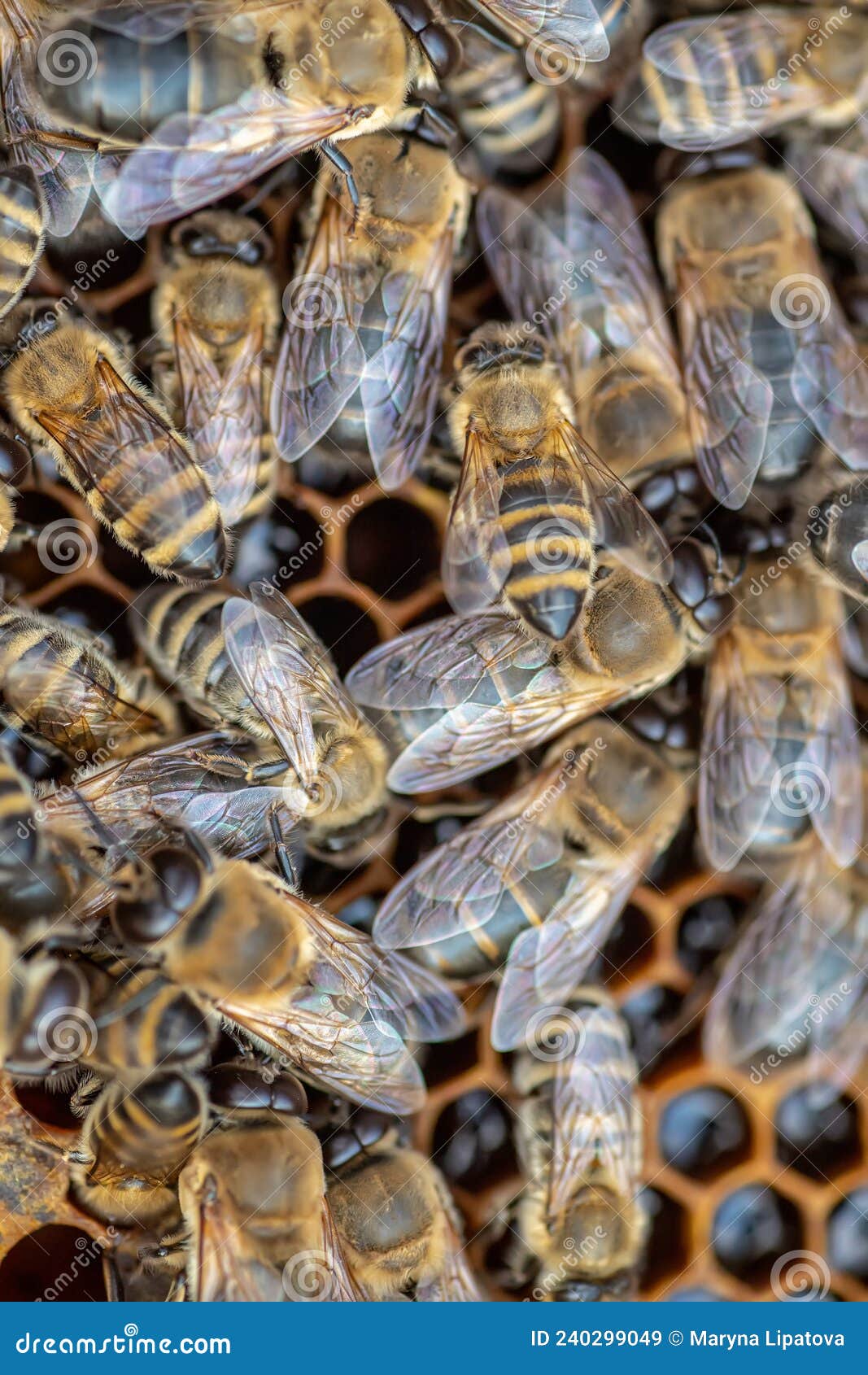 Drones on a Wax Frame Surrounded by Bee Colonies. Beekeeping. Growing ...