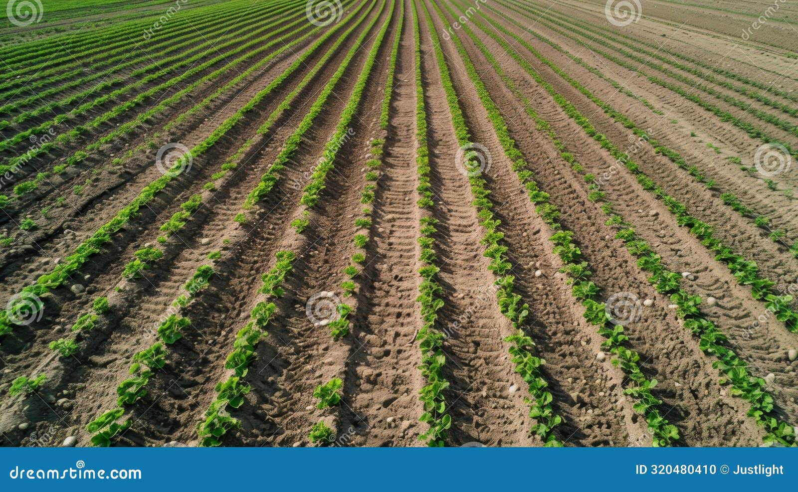A Droneseye View of a Field after Precision Planting Showing Evenly ...