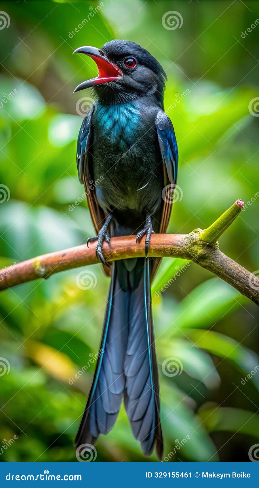 Drongo Bird Vector Art | CartoonDealer.com #244758710