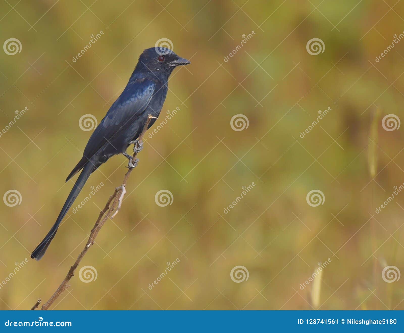 Fearless Bird Baby Seagull Danger Sign Royalty-Free Stock Image ...