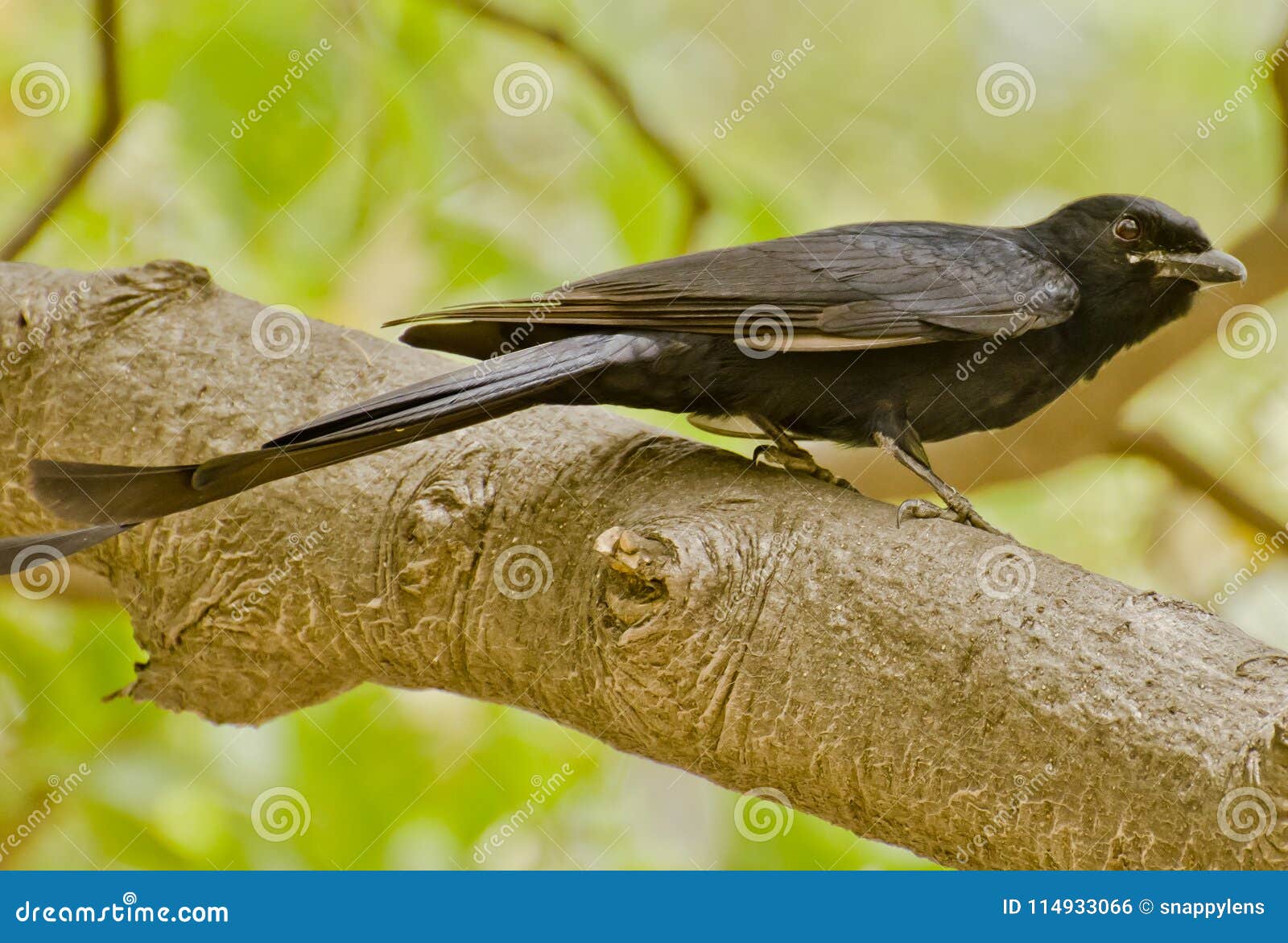 A drongo on a tree branch stock photo. Image of branch - 114933066