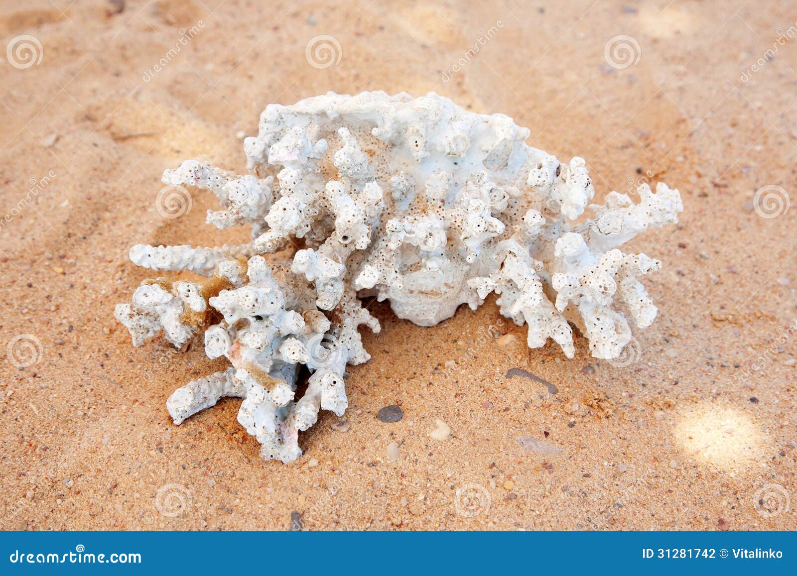 Droog Dood Koraal Op Het Zand. Stock Foto - Image of gebleekt ...