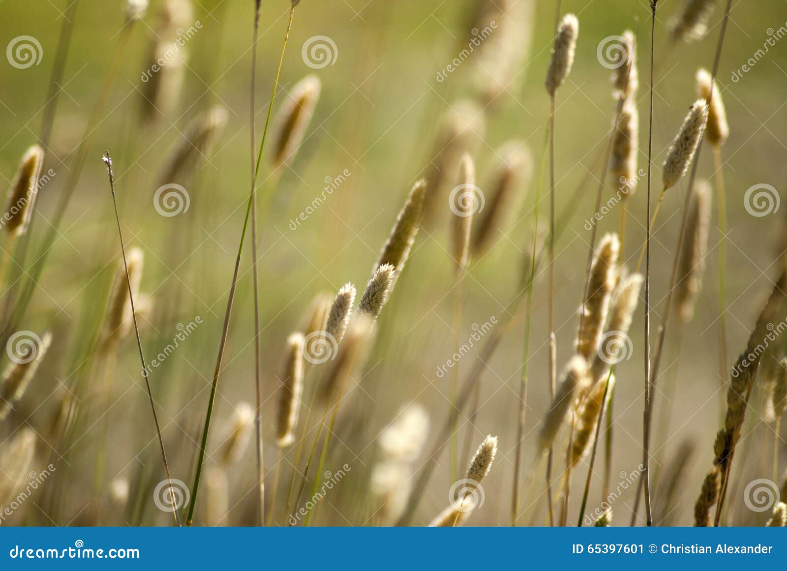Droog Gras Natuurlijke Als Achtergrond Stock Afbeelding - Image of ...