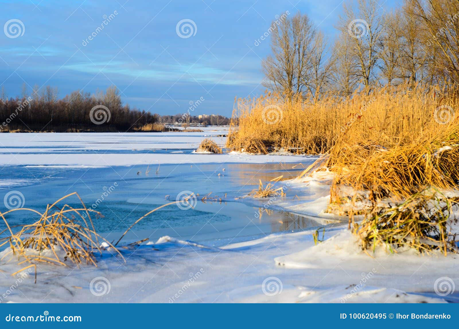 Droog Riet Op Een Rivierbank Stock Afbeelding - Image of gouden, bies ...