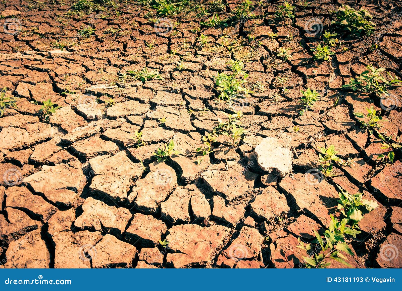Droogte stock afbeelding. Image of milieu, groei, naughty - 43181193
