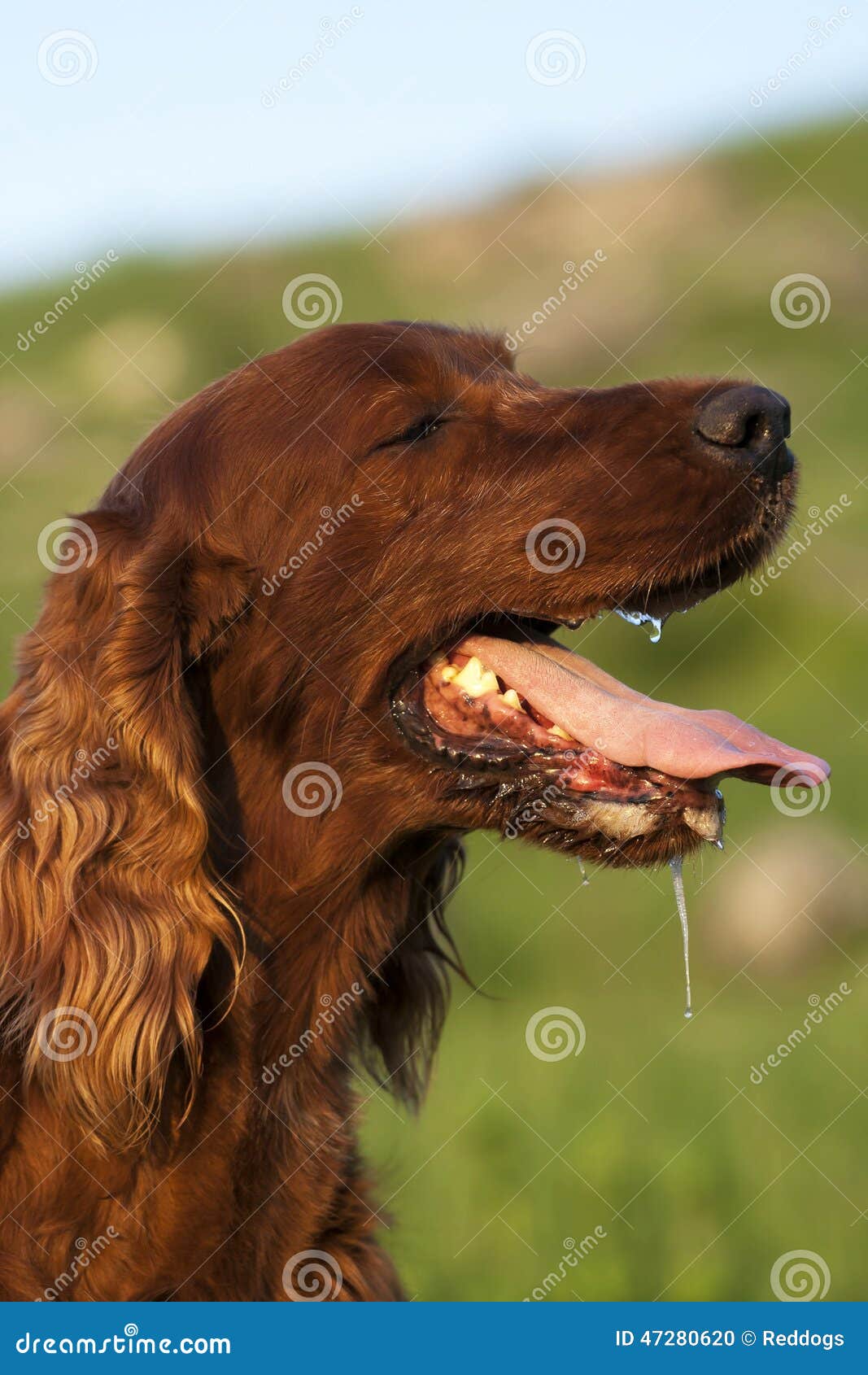 182 Rabid Dog Stock Photos - Free & Royalty-Free Stock Photos from ...