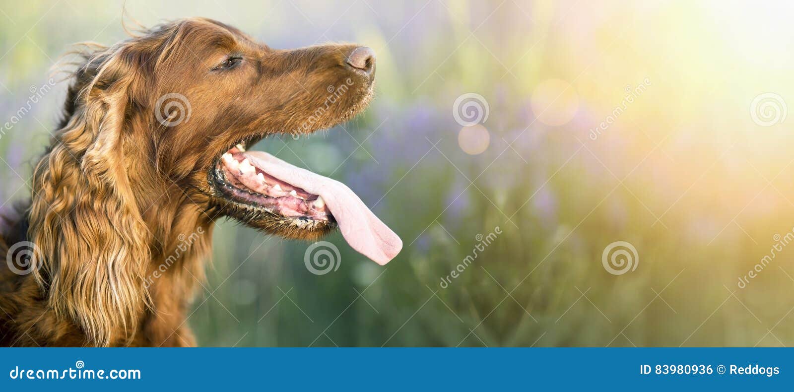 Drooling dog banner stock photo. Image of nose, panorama - 83980936