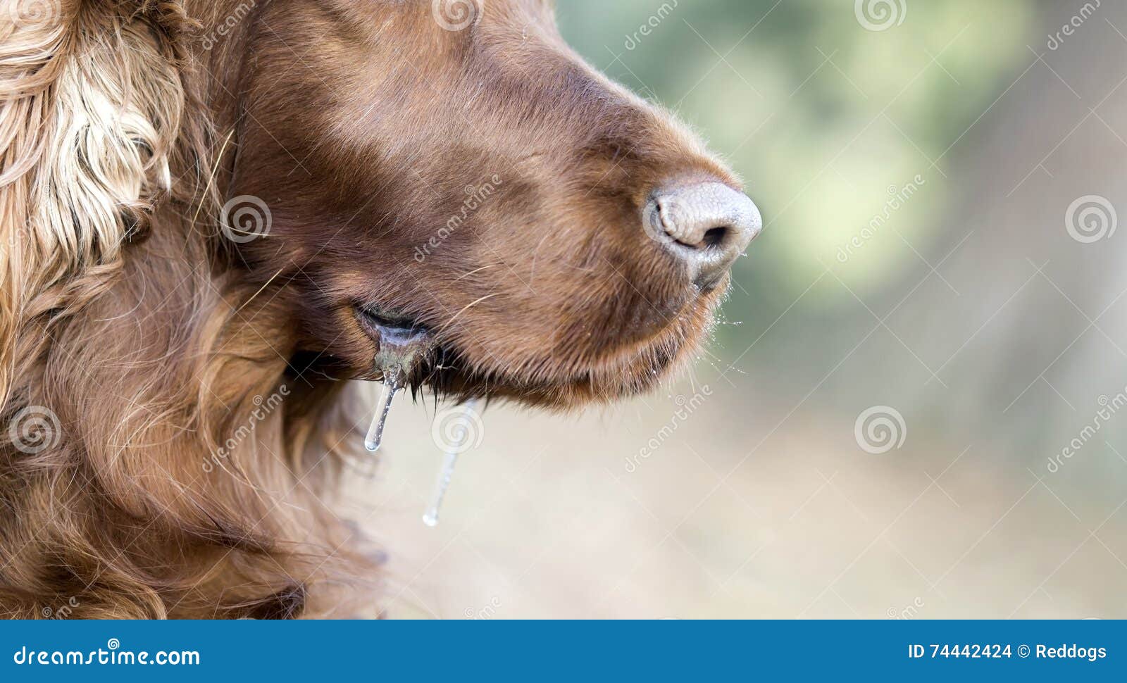 Drooling dog banner stock photo. Image of mouth, copy - 74442424