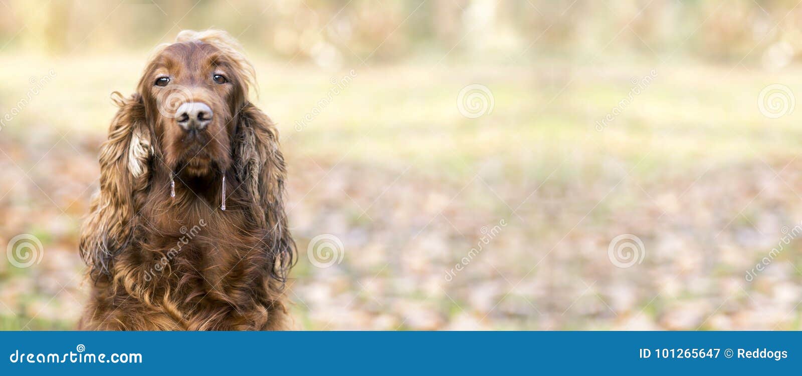 Drooling dog stock image. Image of brown, setter, irish - 101265647