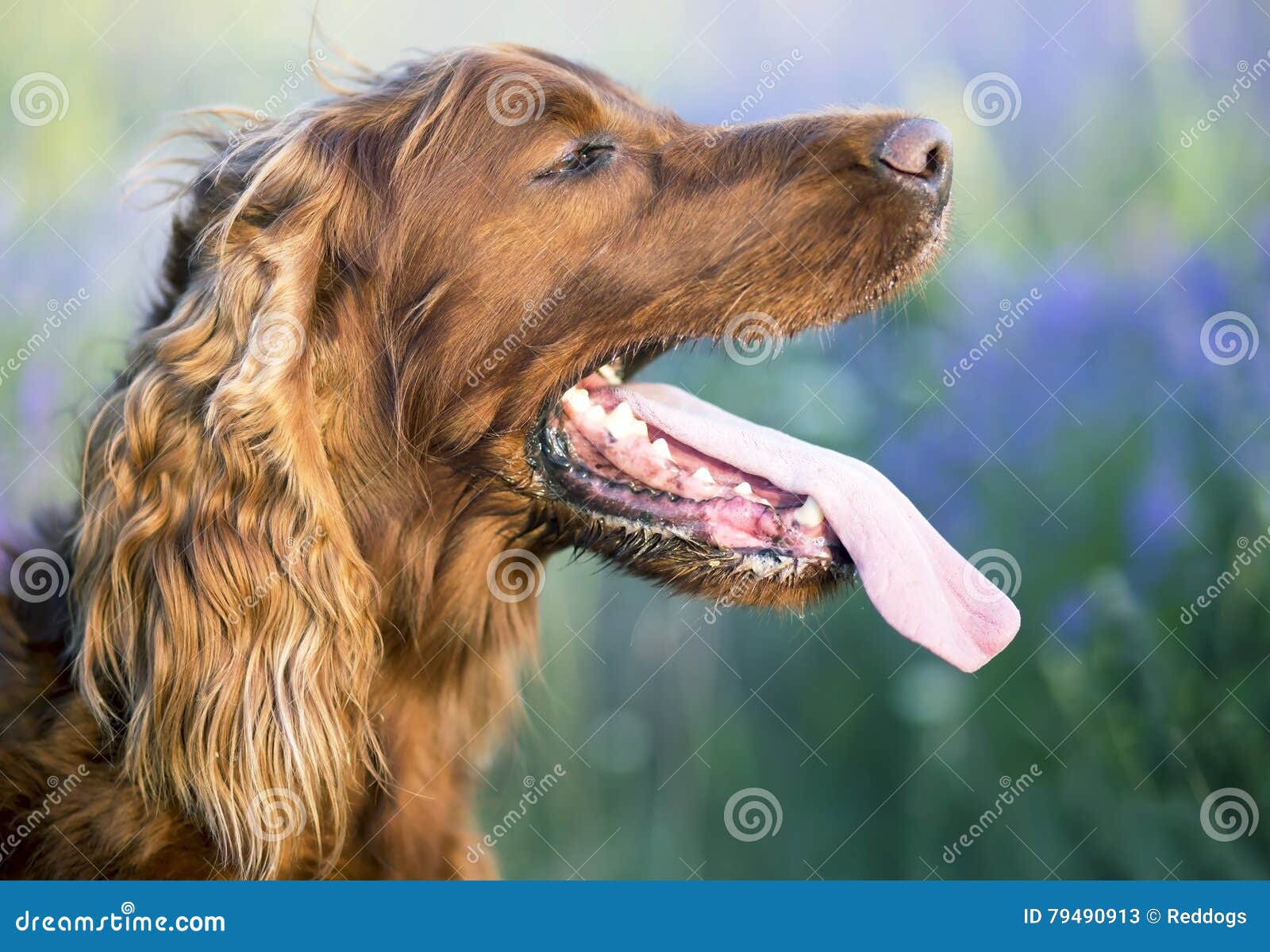Drooling dog stock image. Image of teeth, tooth, grunt - 79490913