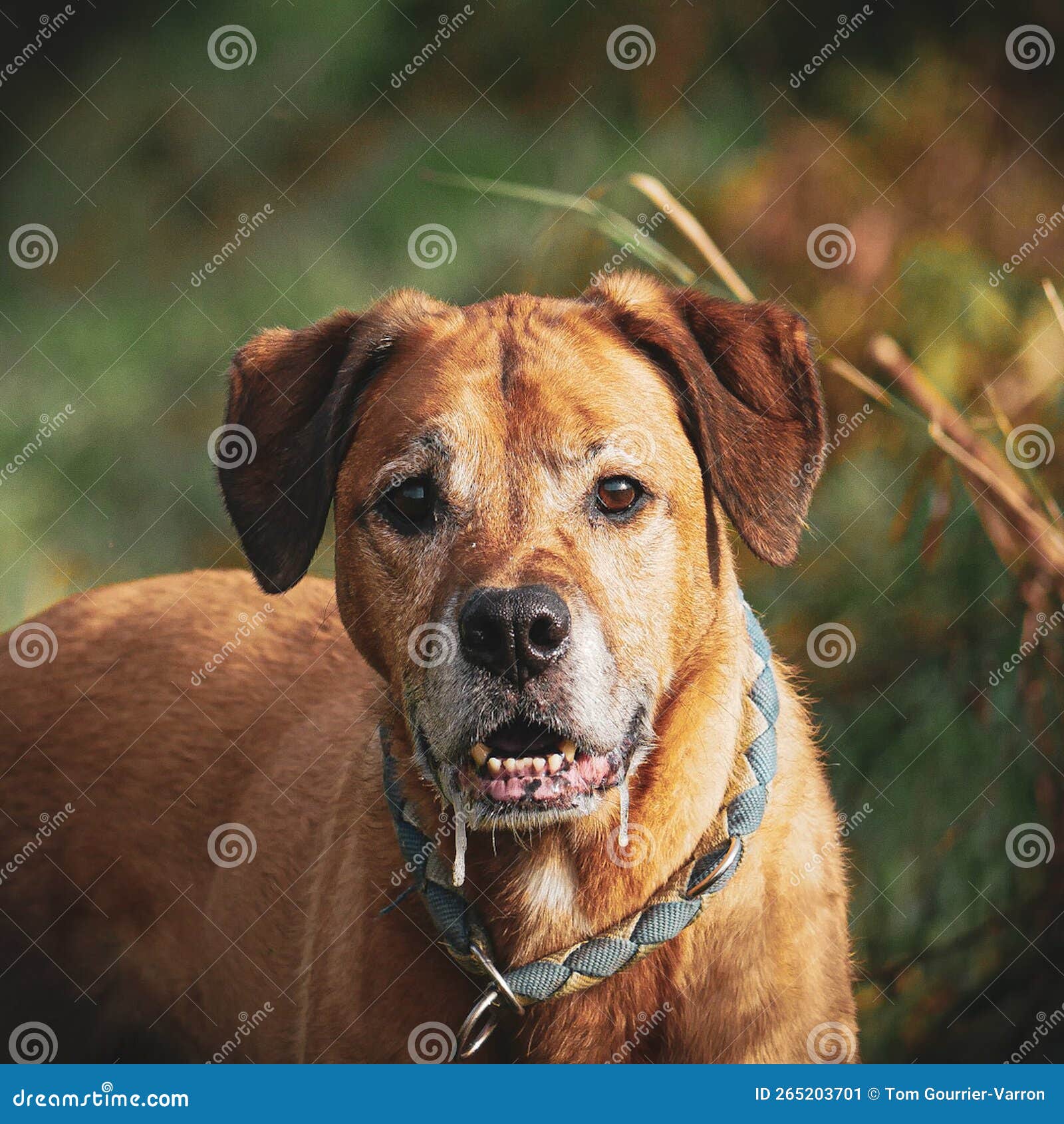 Drooling Dog Looking Surprised Stock Image - Image of carnivore ...