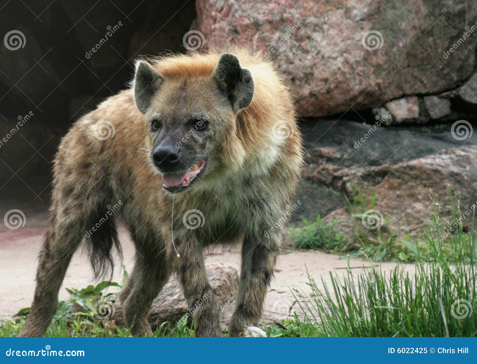Drooling Hyena stock image. Image of tough, mouth, open - 6022425